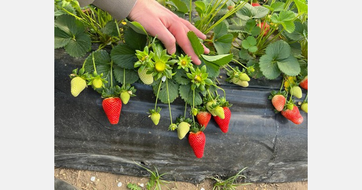 RedSayra e Red Samantha: successo nei campi italiani