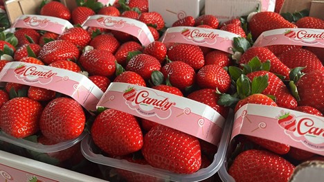 La fragola più pagata di sempre conquista gli operatori in Italia e all ...