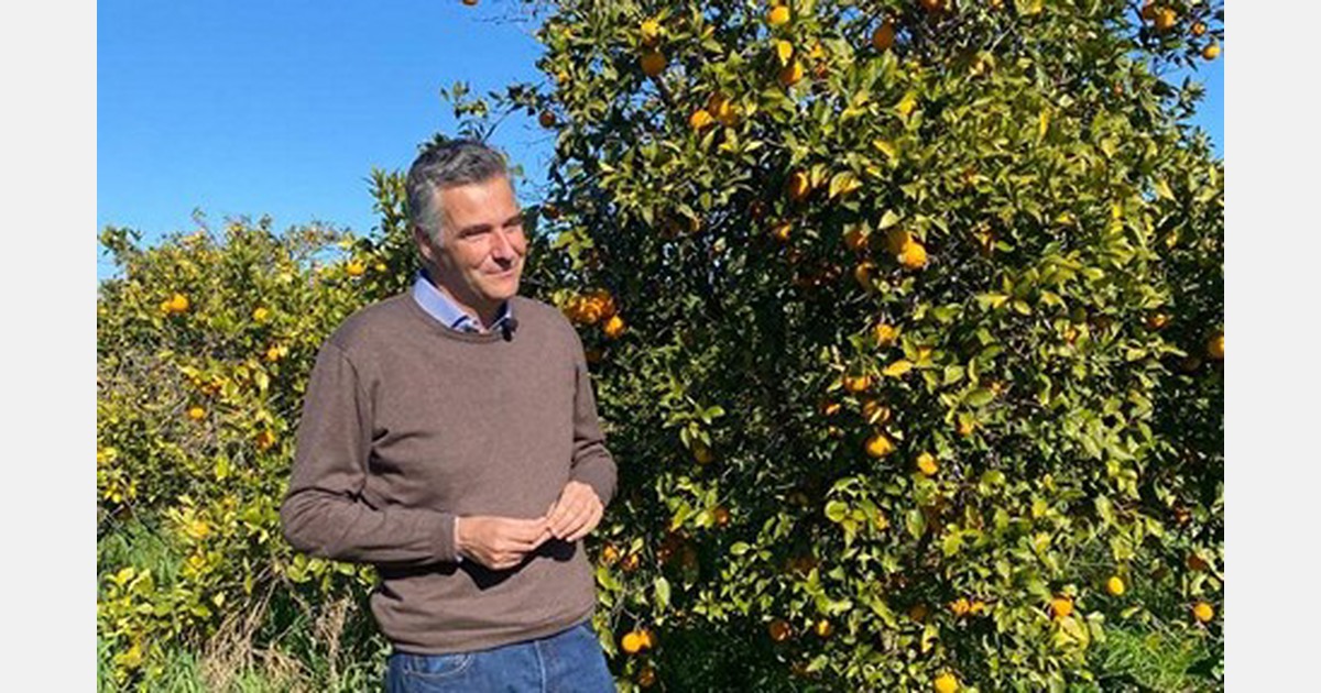 L'allarme Huanglongbing in Florida spaventa la Sicilia