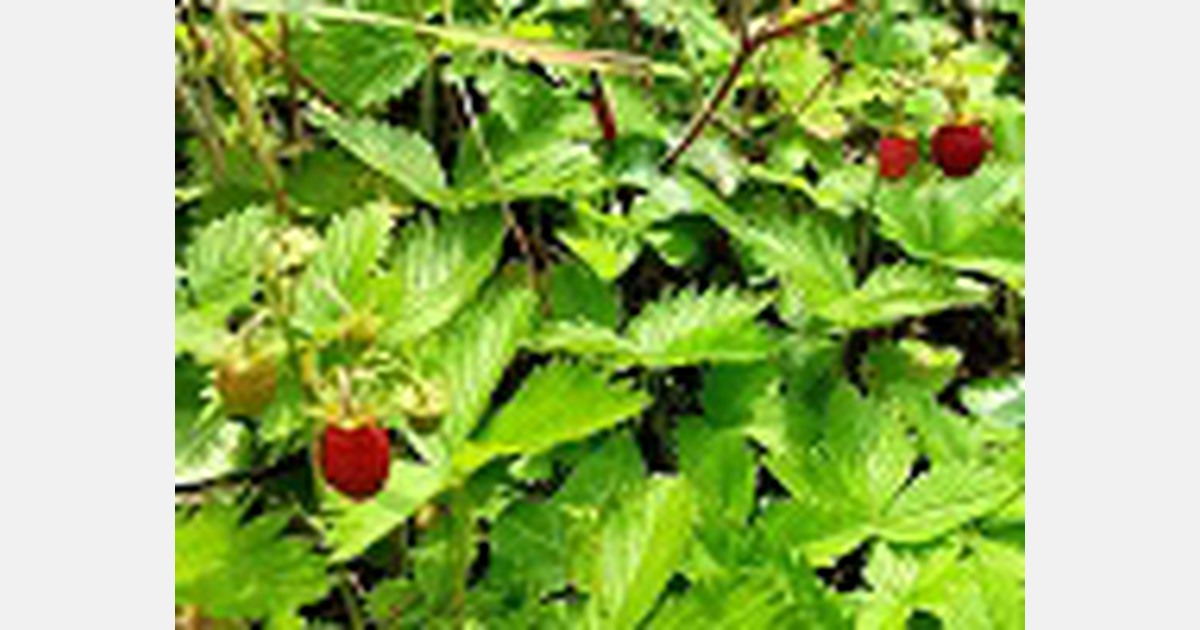 Fragole selvatiche, campionamenti in tutta Europa per isolare microrganismi