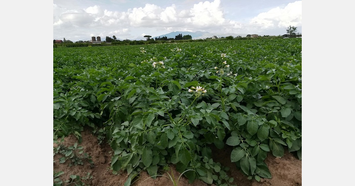 Creare valore per la filiera pataticola campana: al lavoro per l'Igp ...