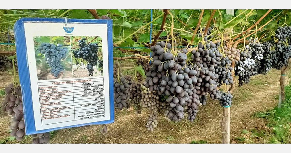 Visite in campo alle cultivar di uva Luisa e GGGN01A (detta Noemi)