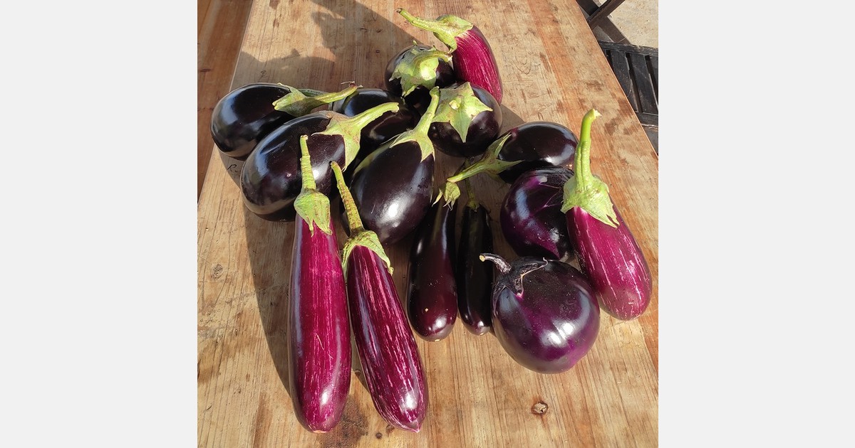 Save the date: Melanzana day in Campania