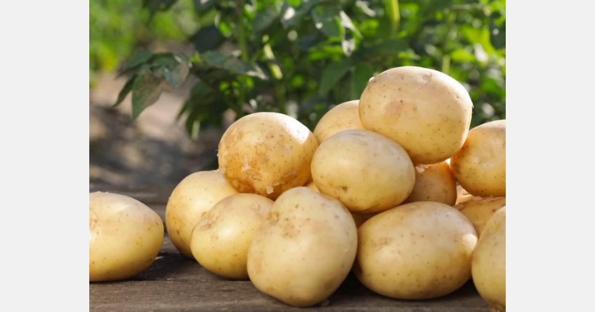 Potatoes Forever!, la campagna per informare sulle buone pratiche del settore