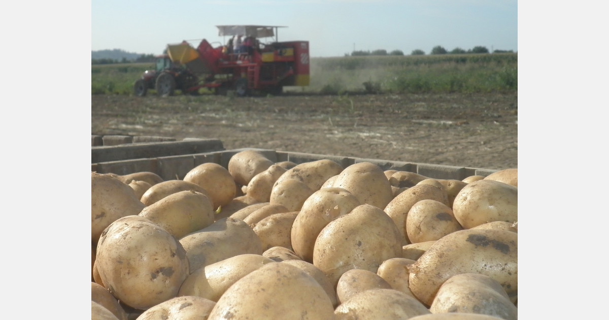 Patate: Apofruit continua a crescere