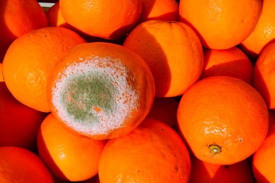 Effetti multipli di una proteina contro il fungo della muffa verde ...