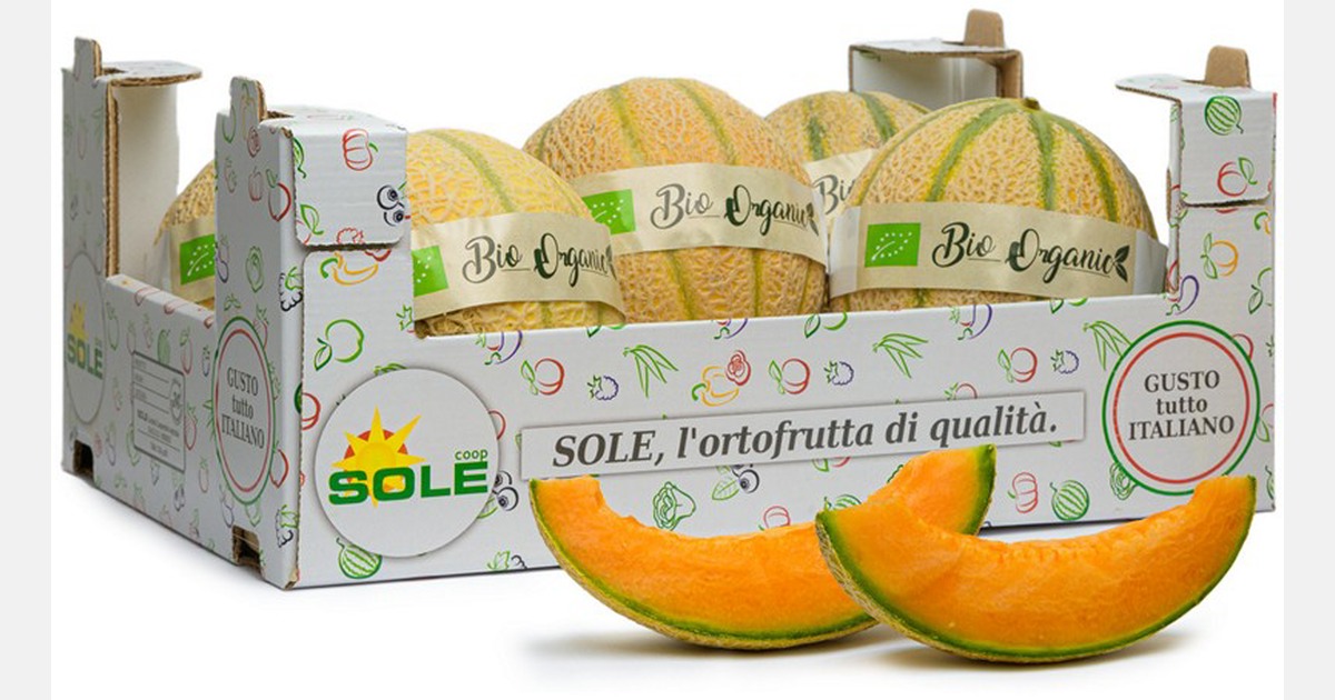 "Tutto sommato è stata una buona campagna per il melone retato italiano"