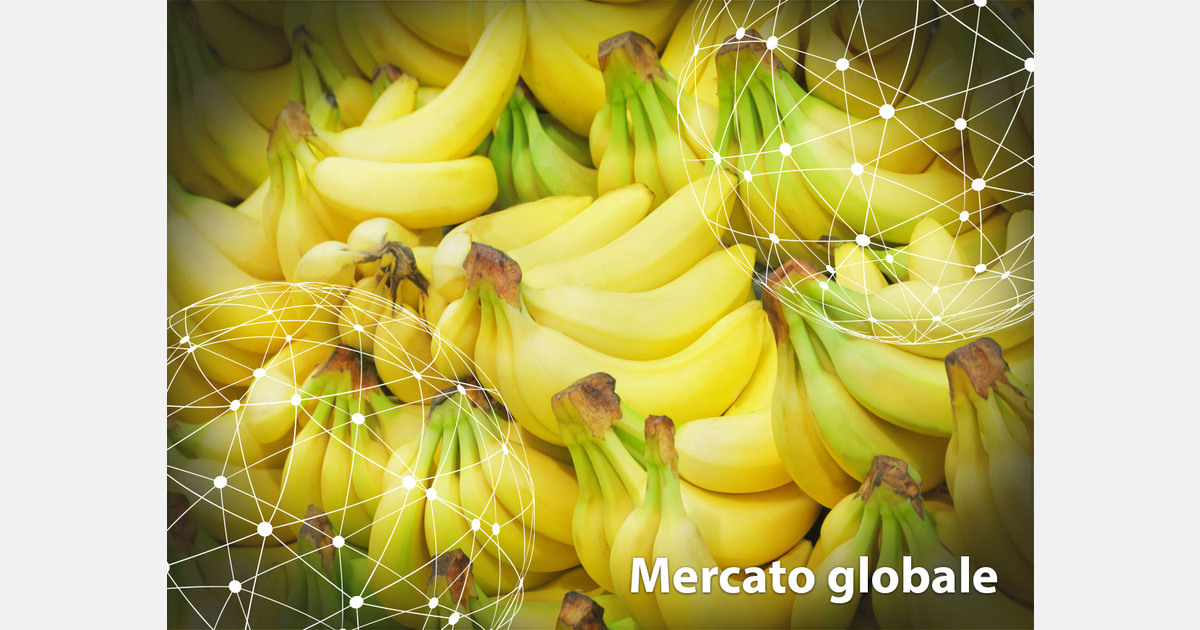 Focus sul mercato mondiale delle banane