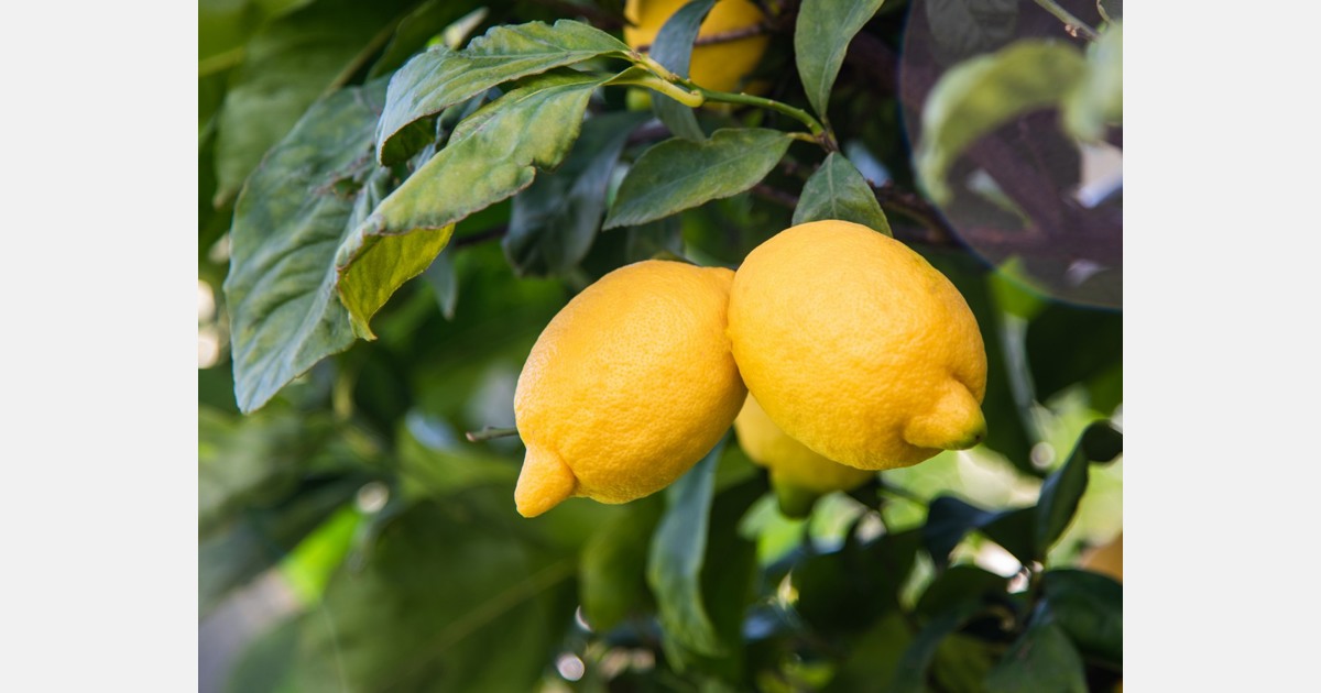 Il vero limone Interdonato è siciliano, dolce ed elegante