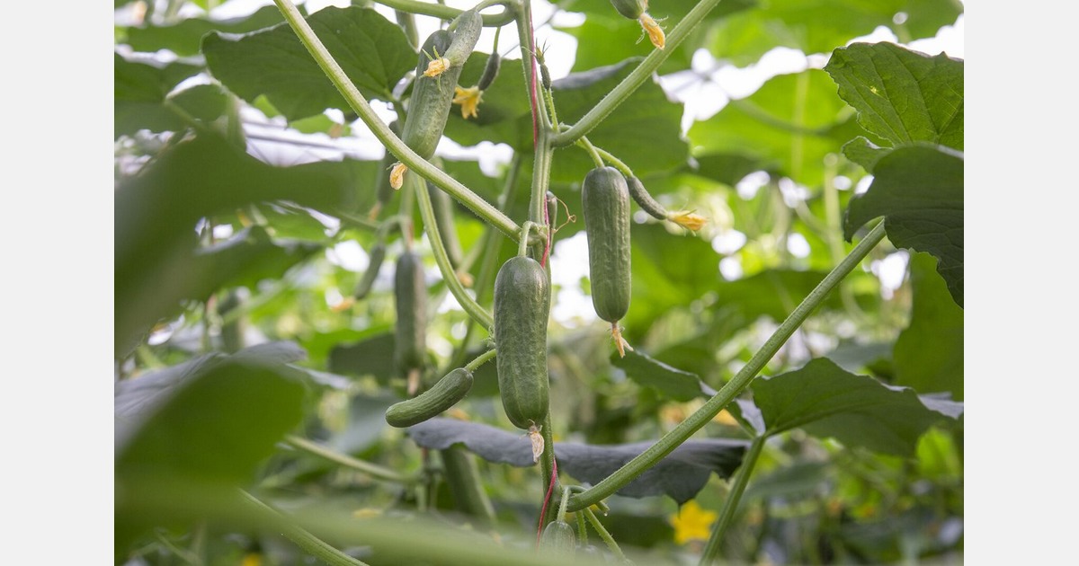 Cetriolini snack, l'ultima novità sarà in vendita dai prossimi mesi