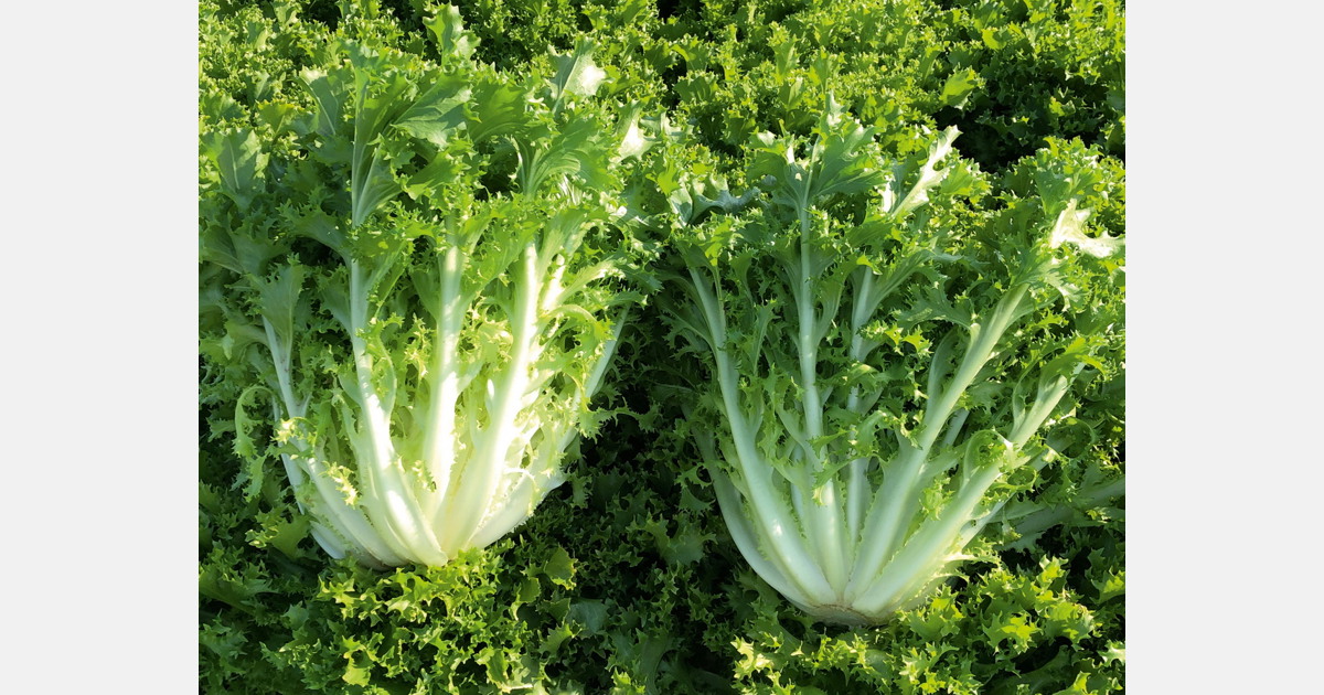 Nuove varietà nell'assortimento di indivia riccia e scarola