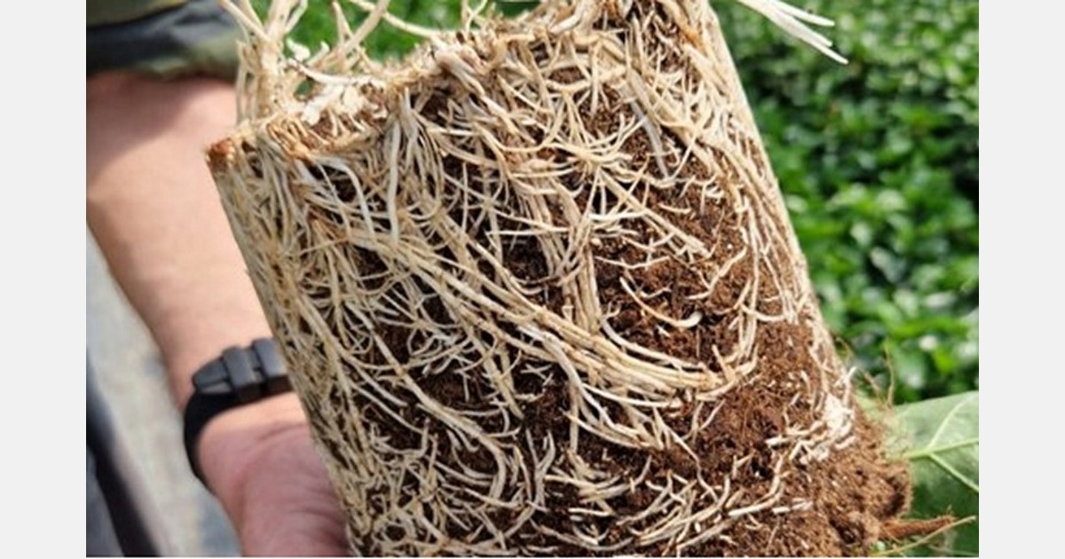 Radici sane e piante più forti, grazie a una migliore qualità dell'acqua