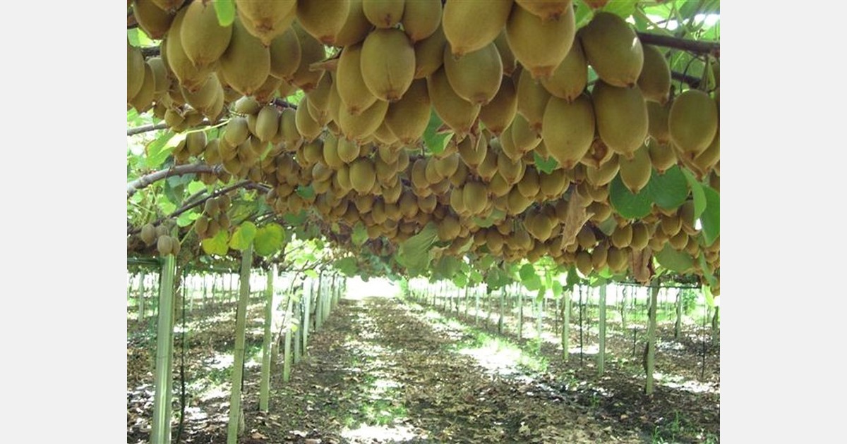 Un convegno su cambiamento climatico e adeguamento colturale del kiwi