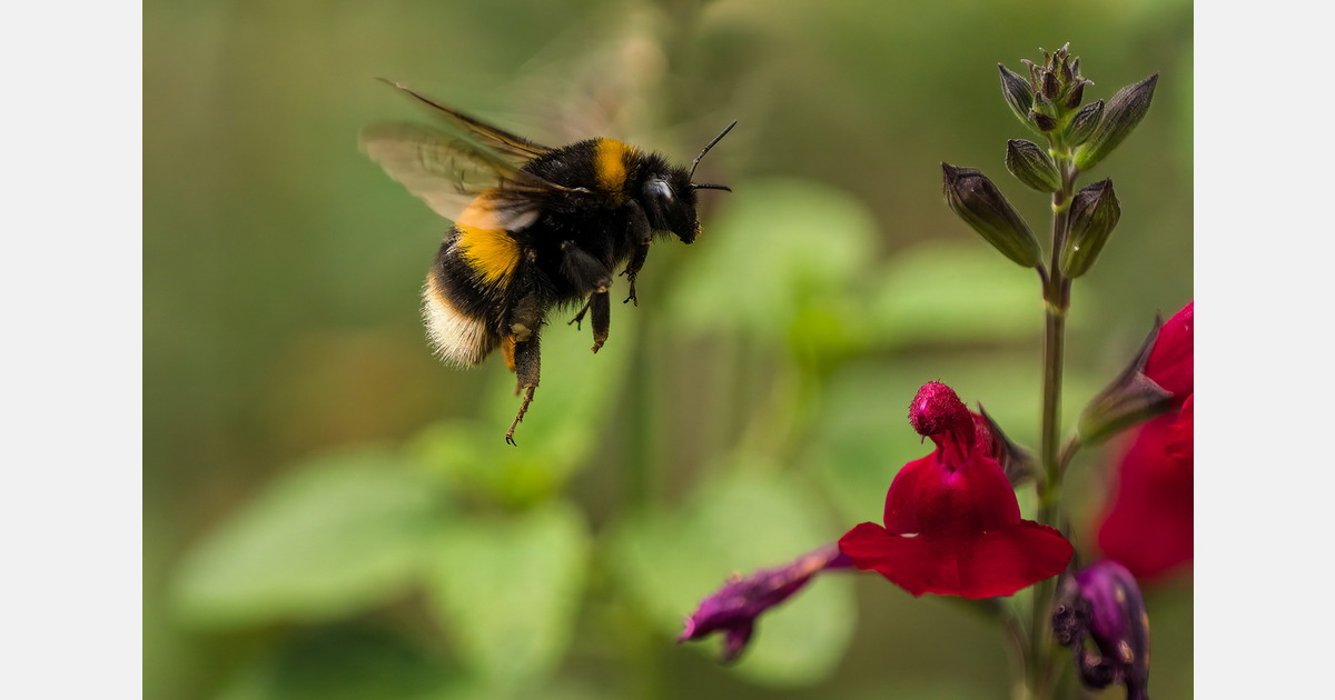 Fitofarmaci: quale impatto su insetti impollinatori?