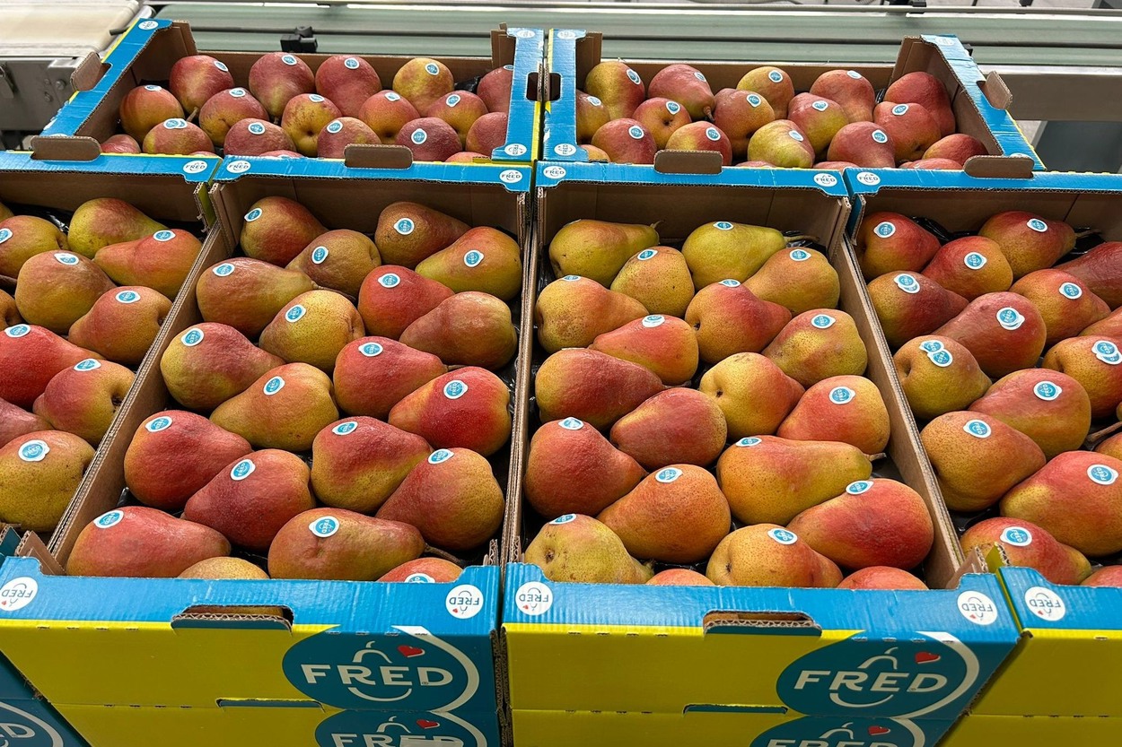 Una pera che rappresenta una valida alternativa alle varietà tradizionali