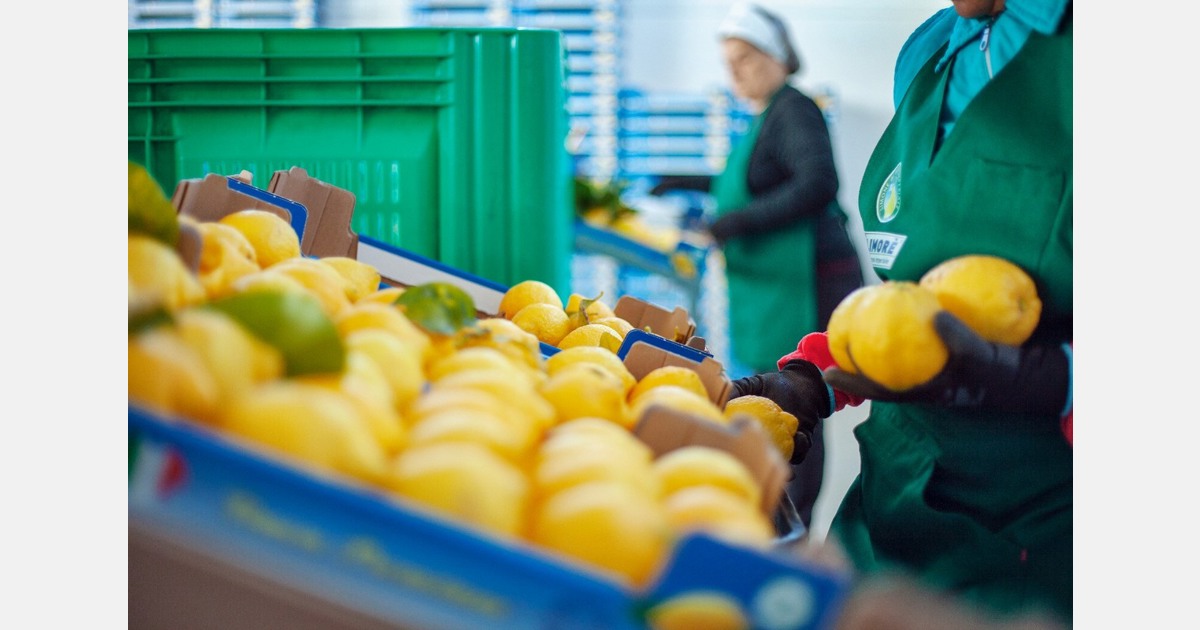 Nuova campagna per il limone di Rocca Imperiale: a regime solo dopo l ...