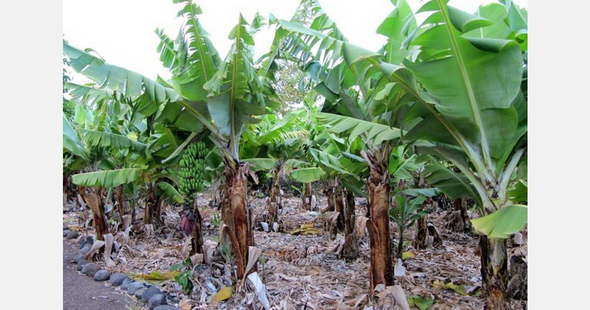 Tropicalizzazione del clima in Agro Pontino? Si coltiva il banano in ...