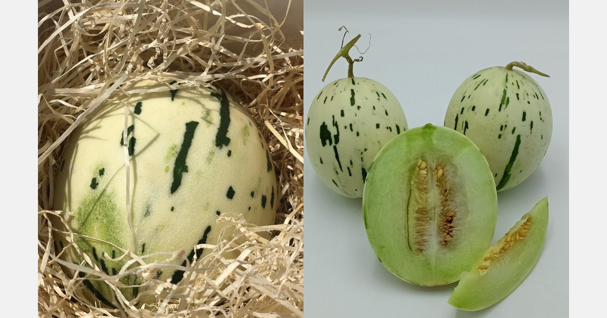 Un nuovo melone a polpa bianco-verde e buccia color crema maculata verde