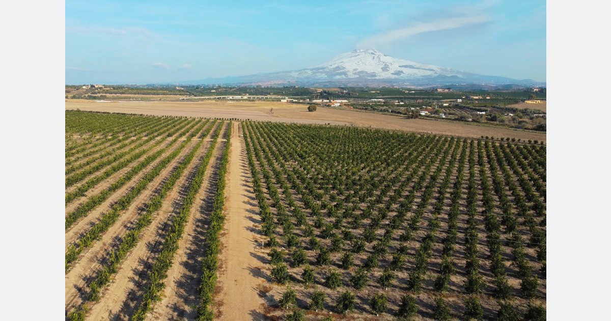 Grandi acquisizioni di agrumeti in Sicilia