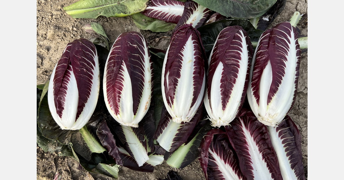 Nuovo radicchio trevisano precoce per la piana del Fucino