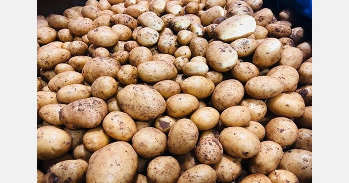 Genotipi di patata con elevate proprietà nutrizionali e tecniche di ...