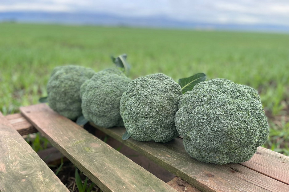 Arriva il cavolo broccolo pre-commerciale Salinas F1