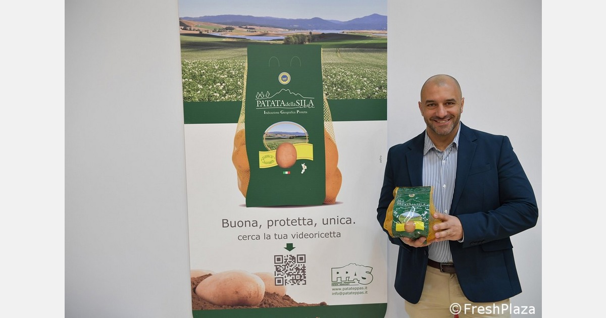 Patata della Sila Igp, campagna alle battute finali