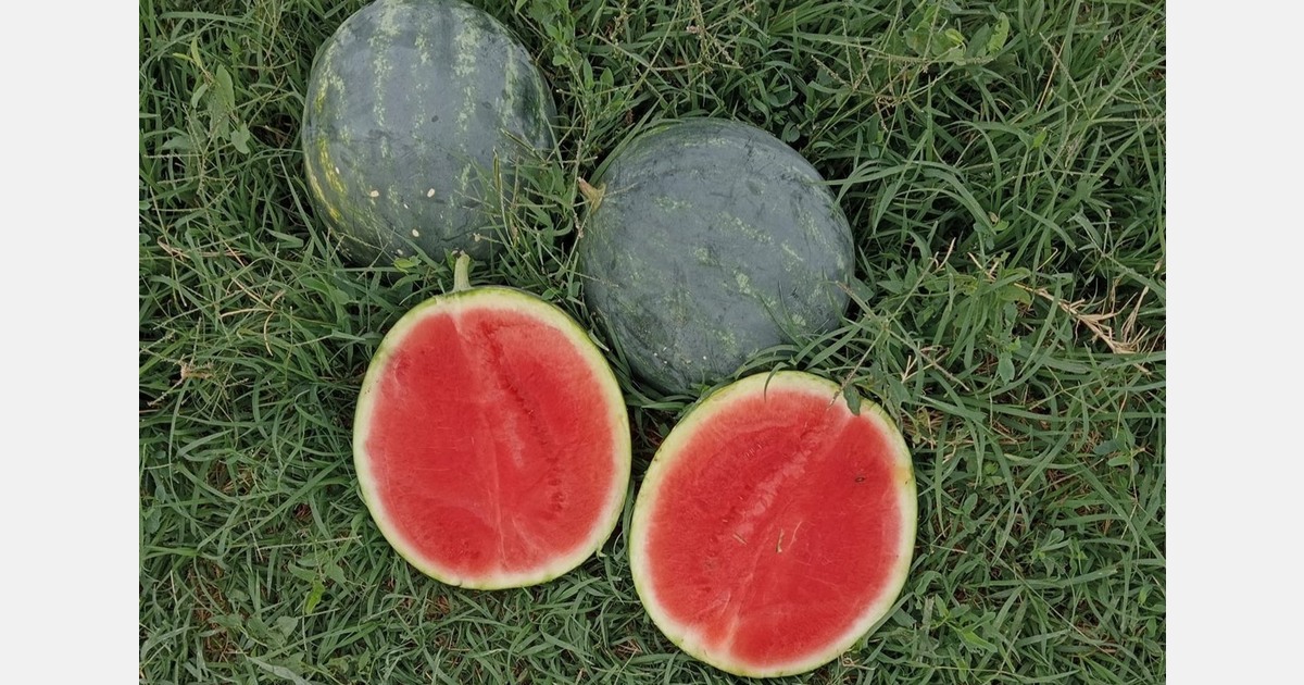 Conclusi in anticipo i primi trapianti delle mini e midi angurie