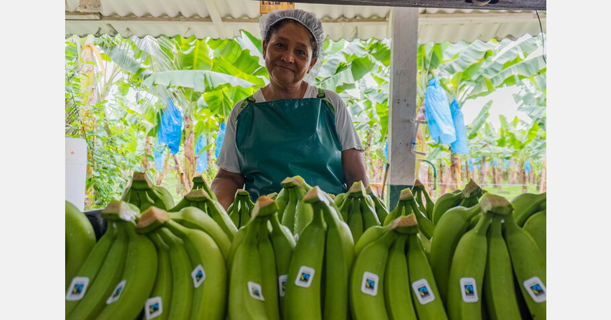Banane Fairtrade: nuovi criteri di accesso alla certificazione per i ...