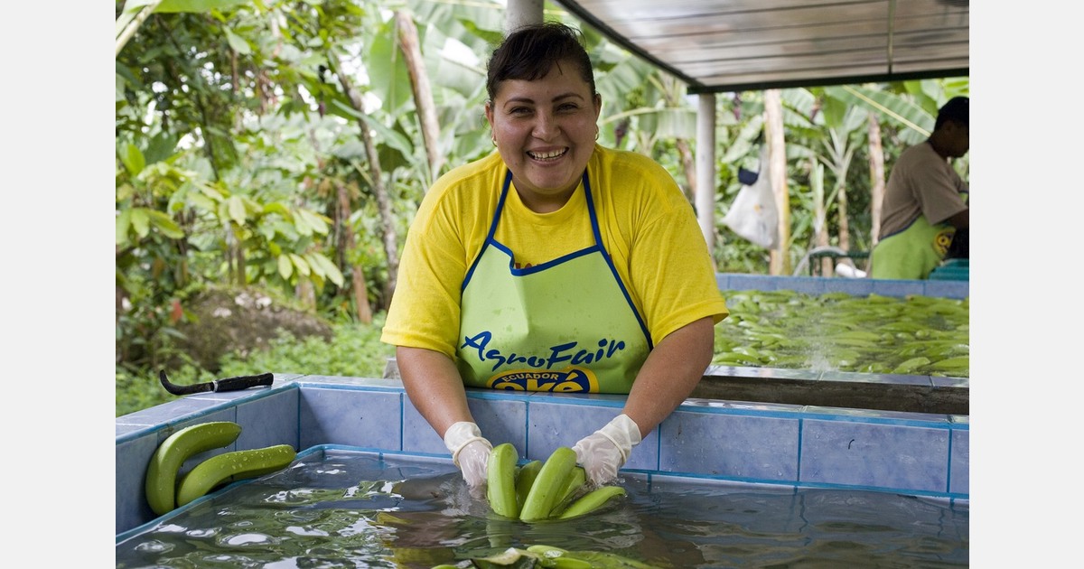 Conservazione e maturazione delle banane equosolidali alimentate da ...