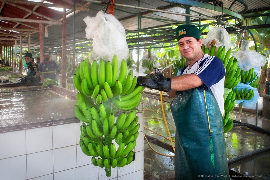 Conservazione e maturazione delle banane equosolidali alimentate da ...