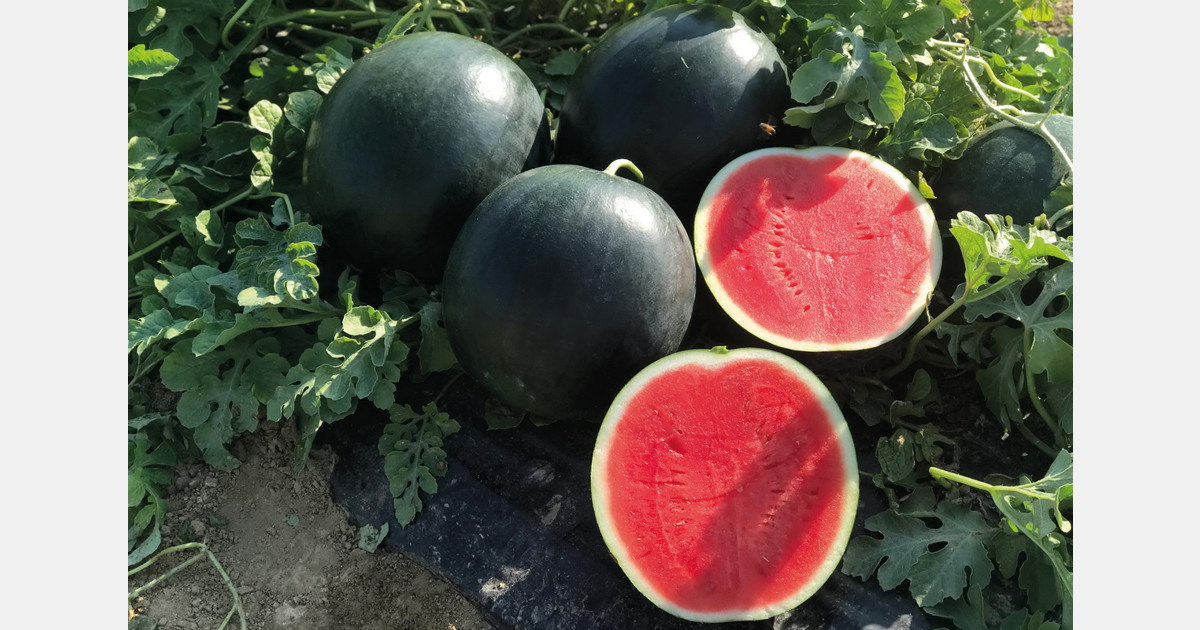 Iniziata la stagione 2024 delle mini angurie in Sicilia