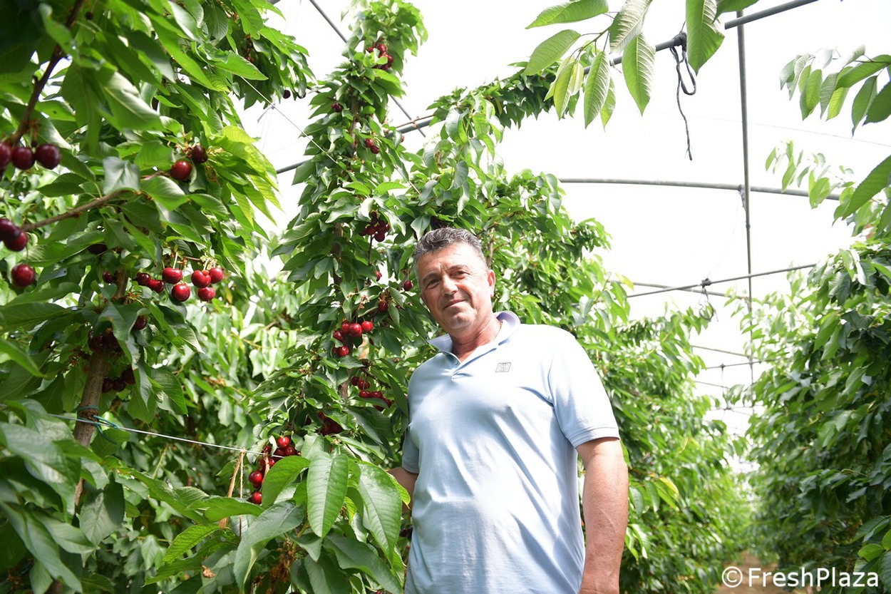 Ciliegio sotto serra al nord, scommessa vinta