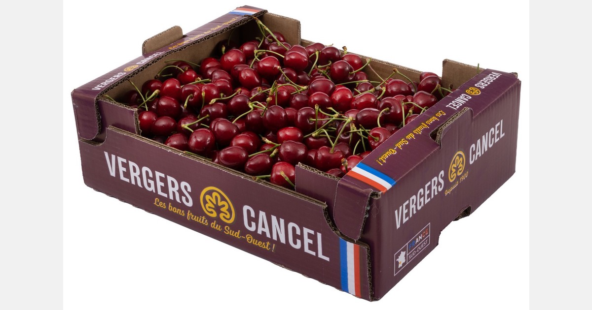 "Ora abbiamo ciliegie salubri e di buon sapore"