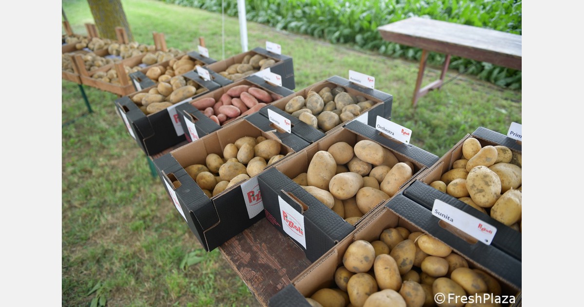 Patata: in mostra novità tecnologiche, varietali e agronomiche