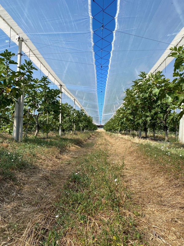 Fico Dottato bianco: necessaria un'attenta gestione logistica per il ...