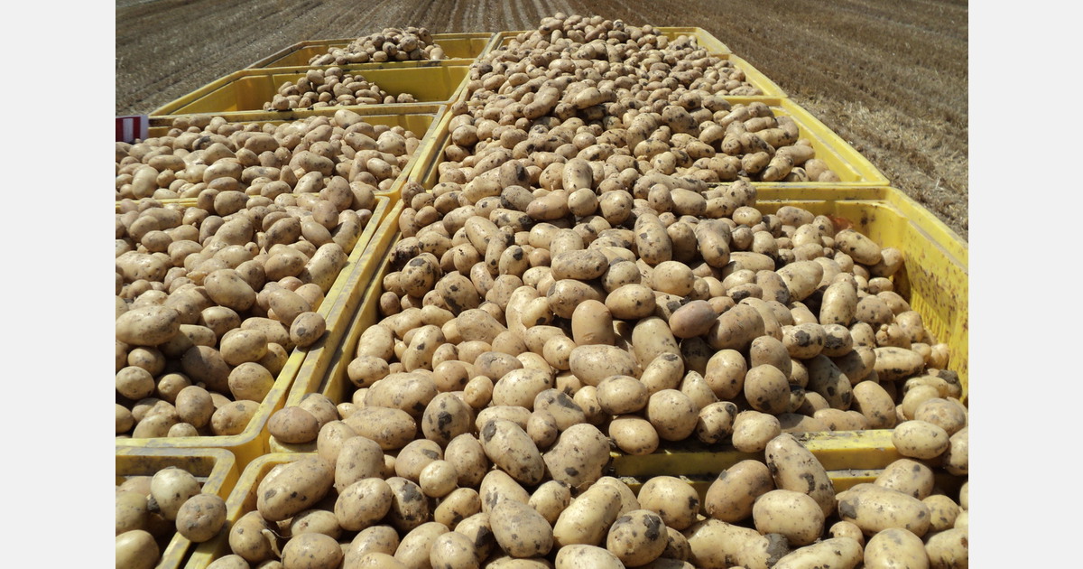 Continua a crescere la produzione pataticola