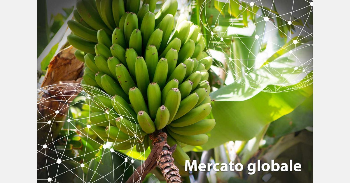 Focus sul mercato mondiale delle banane
