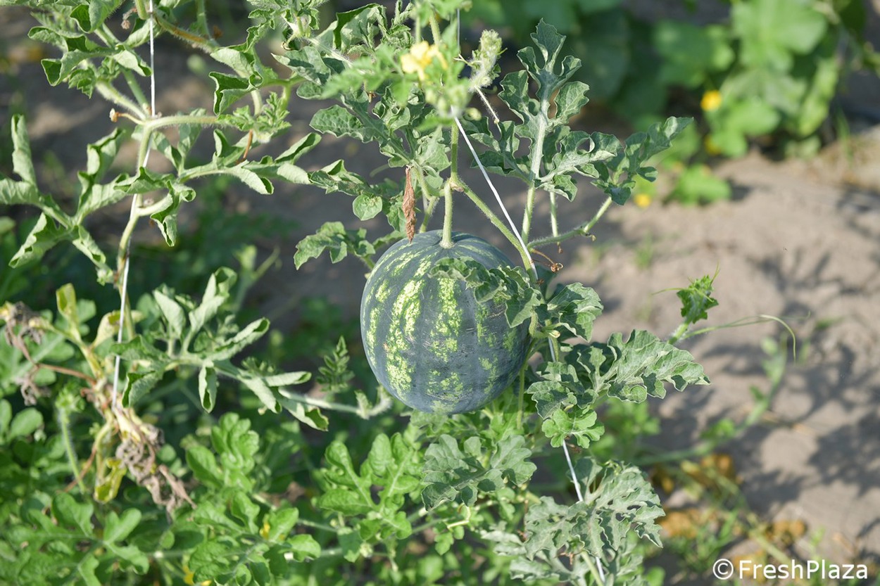 Mini-angurie coltivate verticalmente, sperimentazione in atto