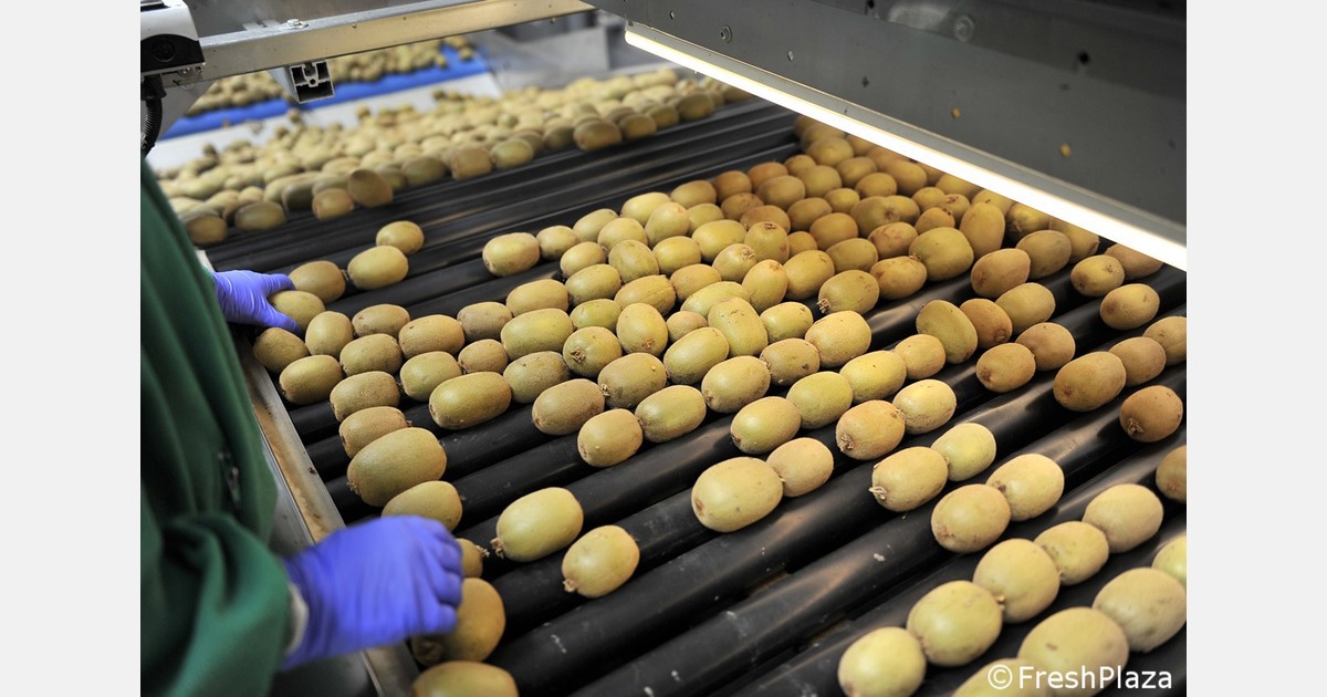 La classificazione del kiwi dipende anche dalle analisi di laboratorio