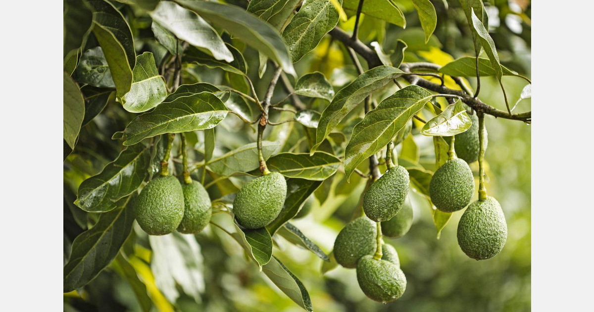 Gli avocado fanno parte dell'agricoltura sostenibile