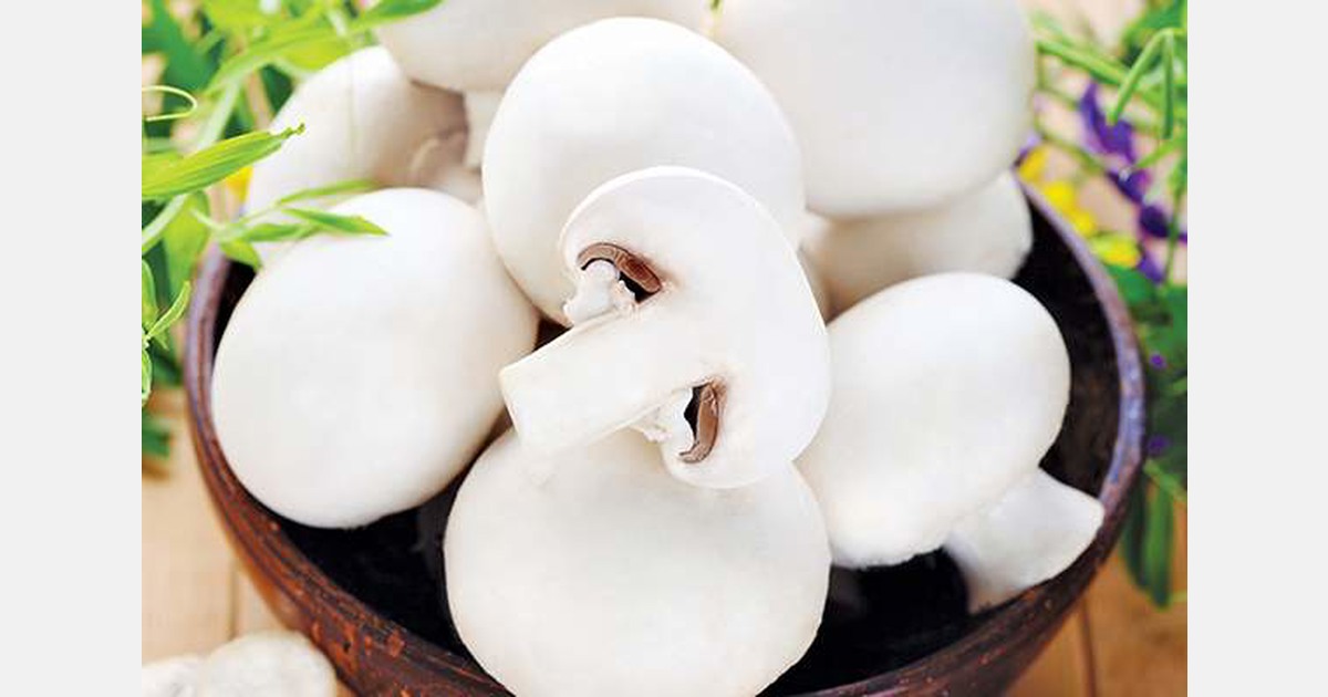 Un'importante acquisizione nel settore dei funghi eduli coltivati