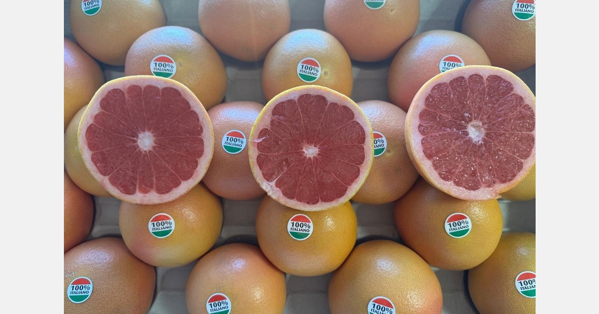 Pompelmo Star Ruby in Calabria, campagna di commercializzazione già avviata