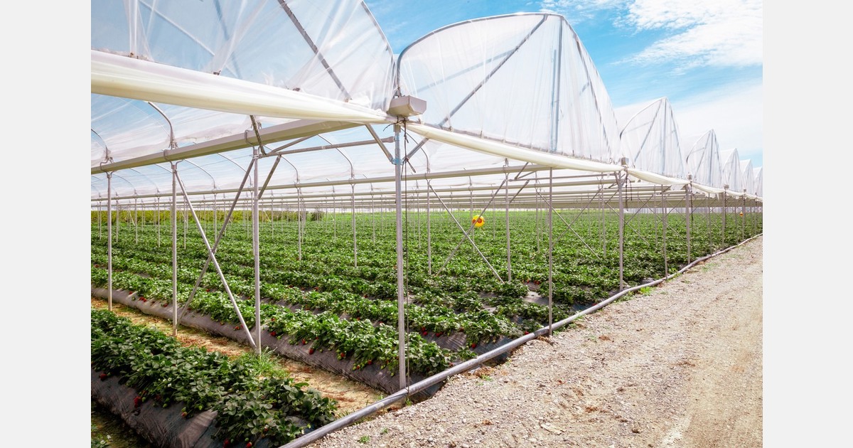 Scanzano Jonico si autoproclama Città della Fragola