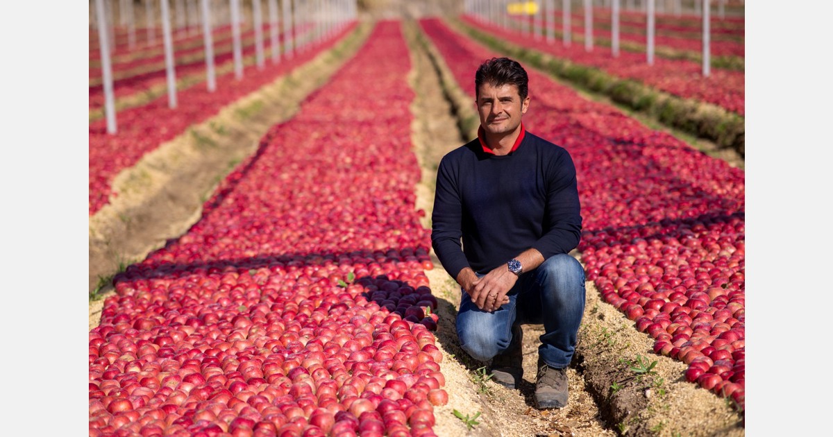 Melannurca: quantitativi in linea con il 2023 e prevalenza di calibri ...