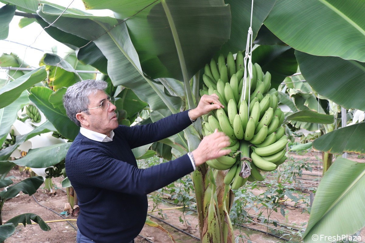 Arrivano le banane siciliane per i mercati europei