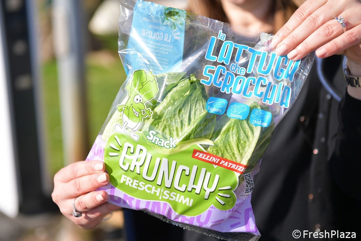 L'insalata che "scrocchia" ora viene prodotta in Italia 12 mesi l'anno