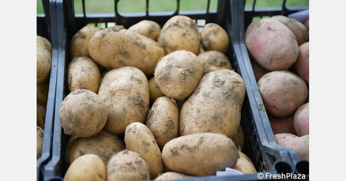Bando di gara per promuovere la patata di Bologna Dop