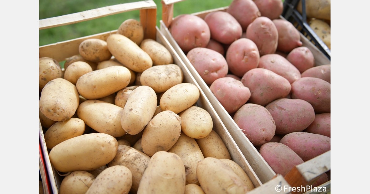 Da tutto il mondo per studiare la filiera della patata