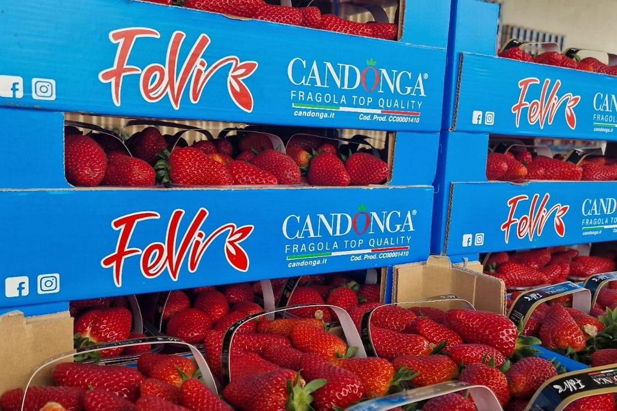 "Stanno entrando in magazzino dai cinquemila ai settemila colli di fragole"